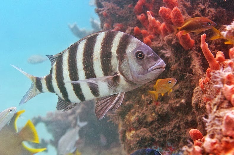Arquivos Sérgio Barreto: Pacu, peixe da amazônia com dentes de humanos.